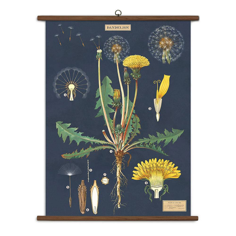 Vintage Dandelion Chart – She Loves Me
